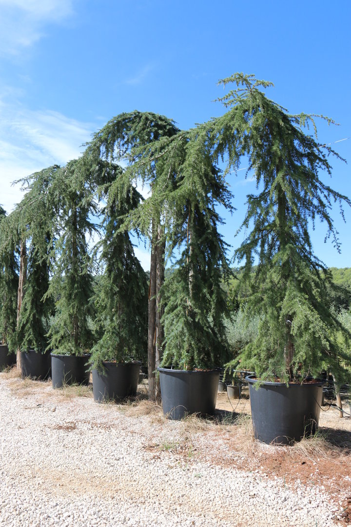CEDRUS DEOD PENDULA 20-25 - Plantencentrum Van Den Beuken