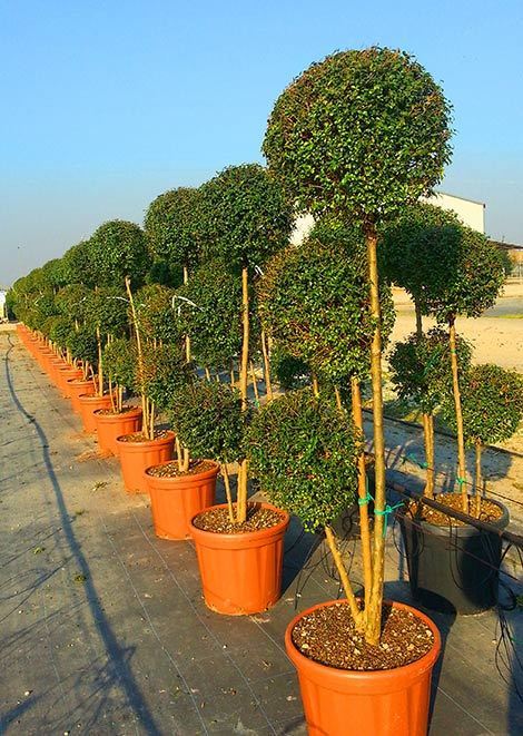 LIGUSTRUM JONANDRUM PON PON 150+ - Plantencentrum Van Den Beuken