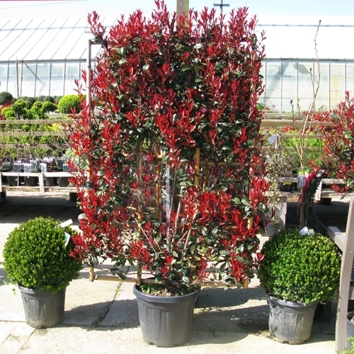 lei PHOTINIA FRASERI RED ROBIN FRAME 120x120- blad 150x150 pot gekweekt ...