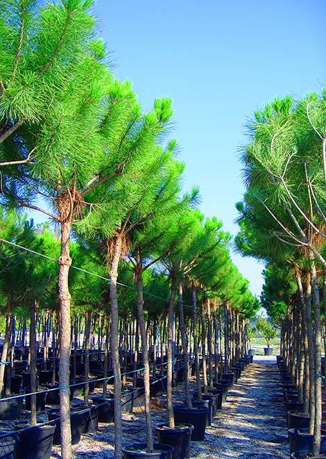 PINUS PINEA 20-25 - Plantencentrum Van Den Beuken