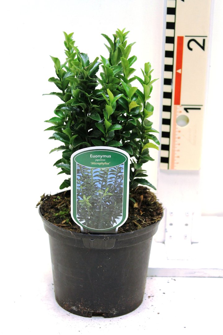 Euonymus "Microphyllus" - Plantencentrum Van Den Beuken
