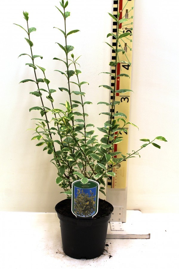 Ligustrum lemon , Lime & Clippers - Plantencentrum Van Den Beuken