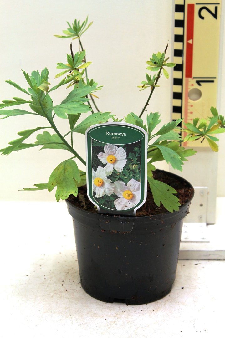 Romneya coulteri - Plantencentrum Van Den Beuken