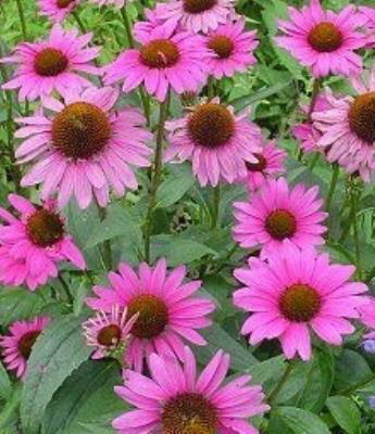 Echinacea purpurea 'Magnus Rose - Plantencentrum Van Den Beuken