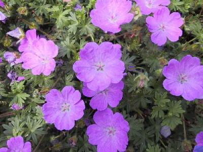Geranium sang. 'Max Frei' - Plantencentrum Van Den Beuken