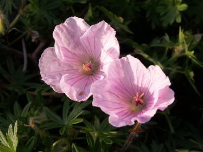 Geranium sang 'Striatum' - Plantencentrum Van Den Beuken