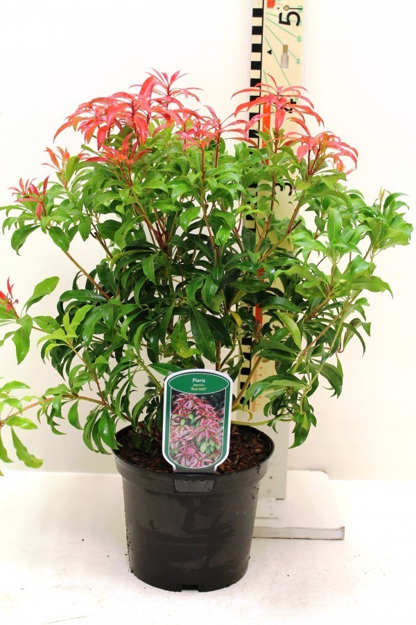 Pieris jap. 'Red Mill' - Plantencentrum Van Den Beuken