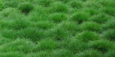 Festuca gautieri - Plantencentrum Van Den Beuken