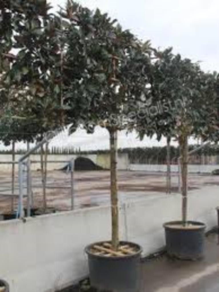 lei Magnolia Grandiflora 300-400 cm hoog pot gekweekt - Plantencentrum ...