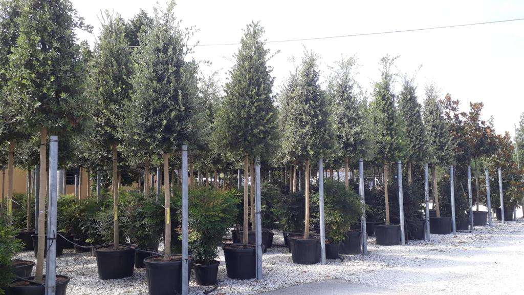 Sierbomen Archieven - Plantencentrum Van Den Beuken