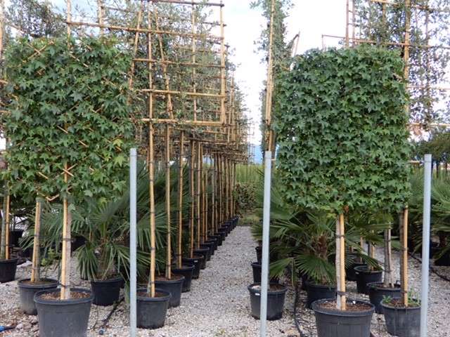 Bladverliezende Lei Bomen Archieven - Plantencentrum Van Den Beuken