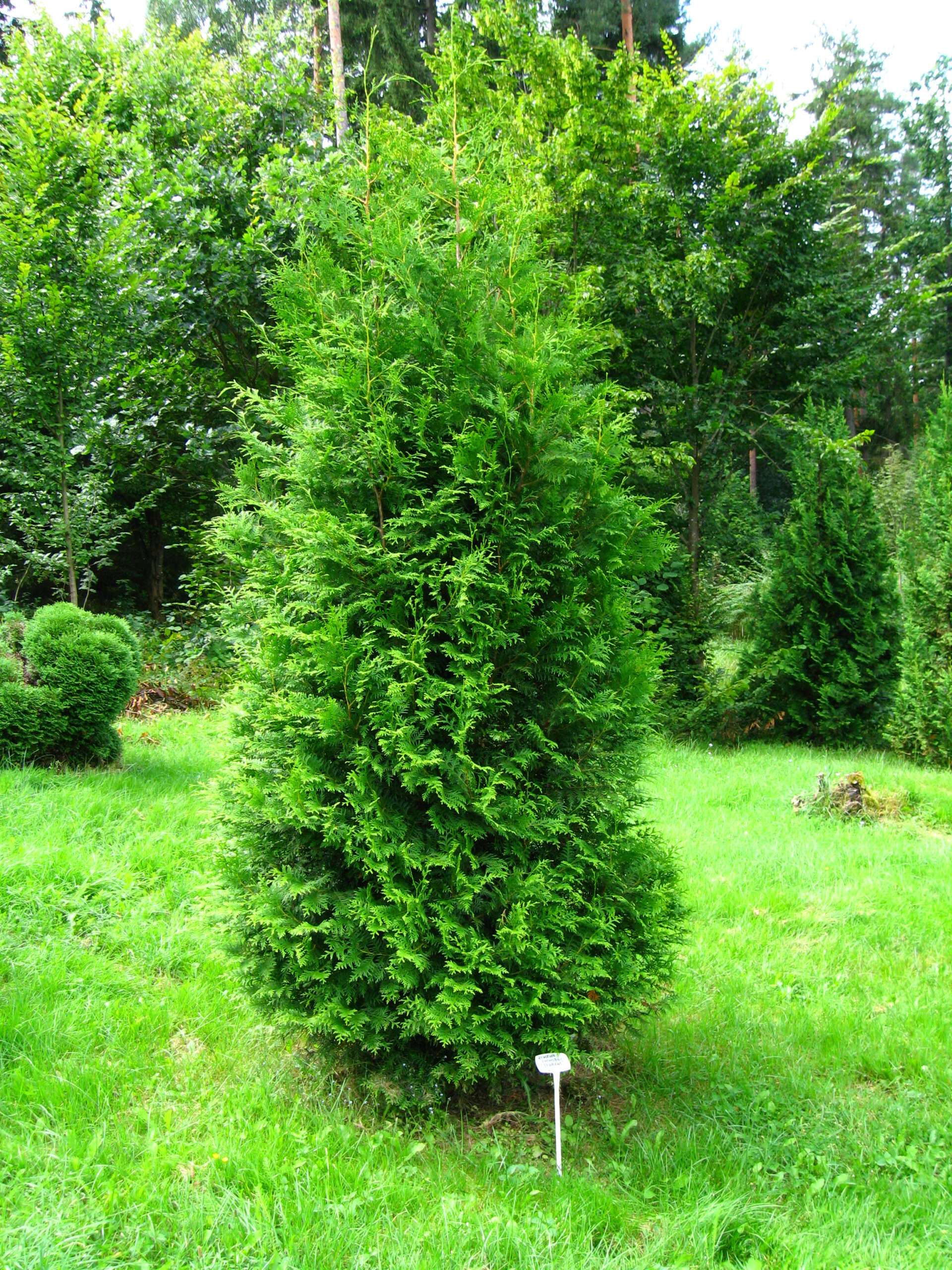 Thuja Brabant 175-200 CM - Plantencentrum Van Den Beuken