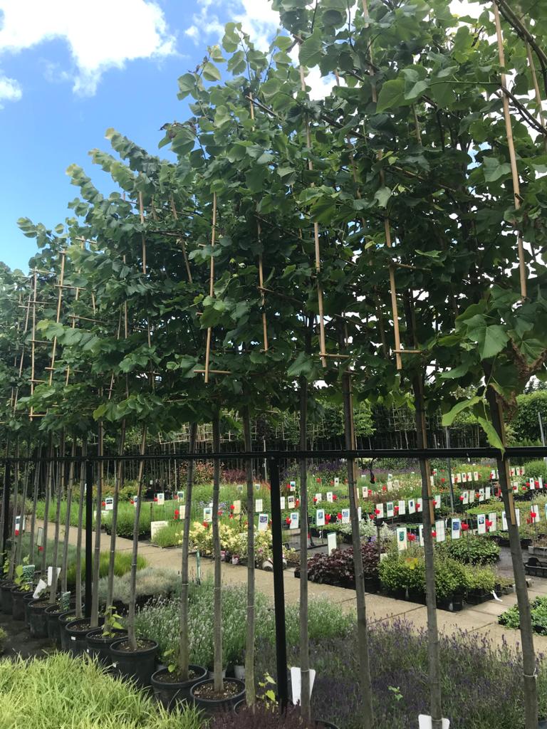 Lei Linde Tilia "europea pallida" 10-12 in pot - Plantencentrum Van Den ...